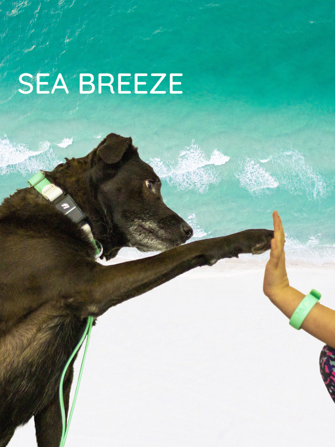 Bestie Bundles – PACKT Collar Company